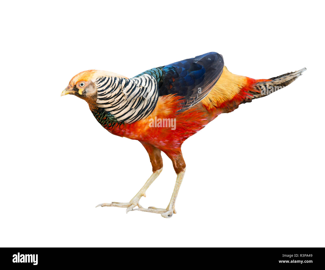 Pictus male Cut Out Stock Images & Pictures - Alamy