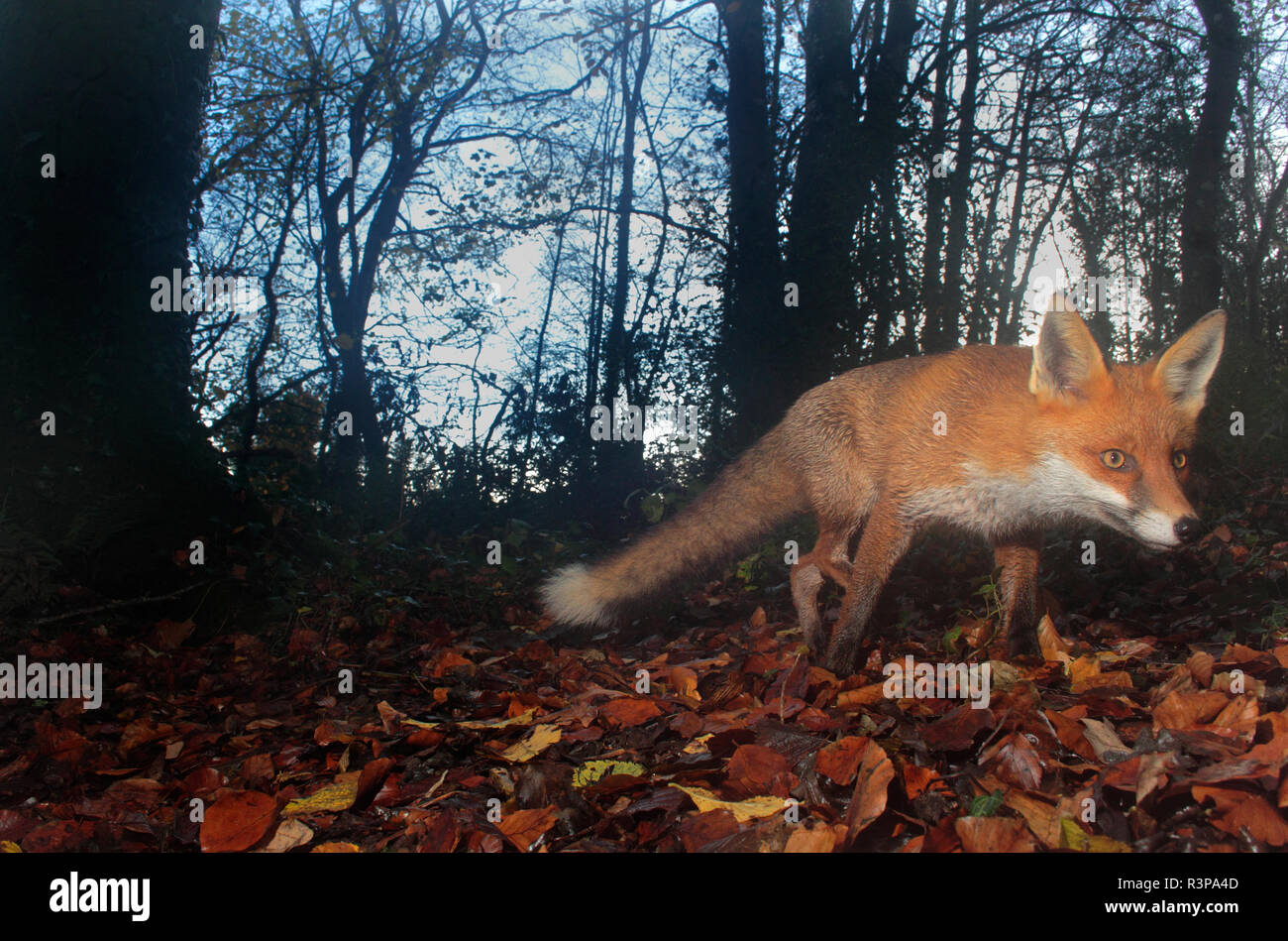 Red Fox in woodland Stock Photo - Alamy