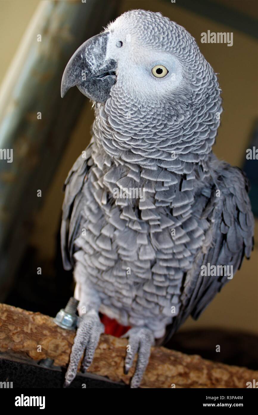Grey tail feathers hi-res stock photography and images - Alamy