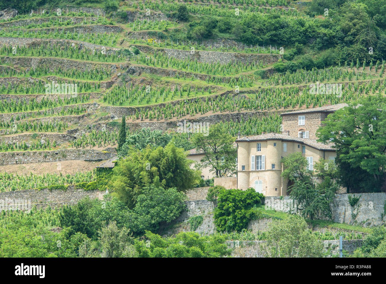 Cote-Rotie Gerin, vineyard, Rhone Valley, France Stock Photo - Alamy