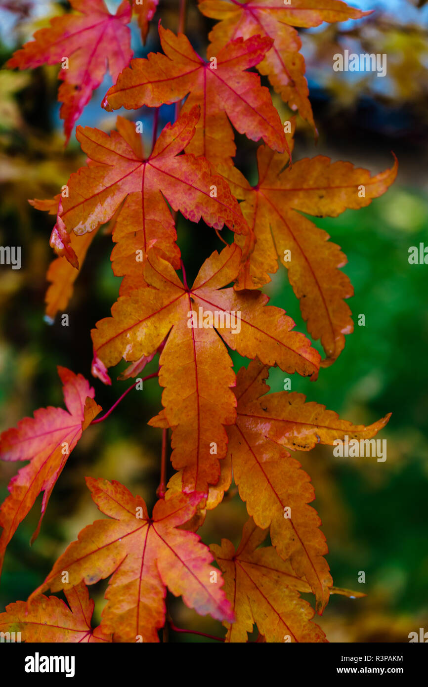 Oregon oak tree leaves hi-res stock photography and images - Alamy