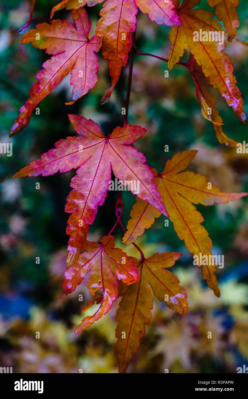Oregon oak trees hi-res stock photography and images - Alamy