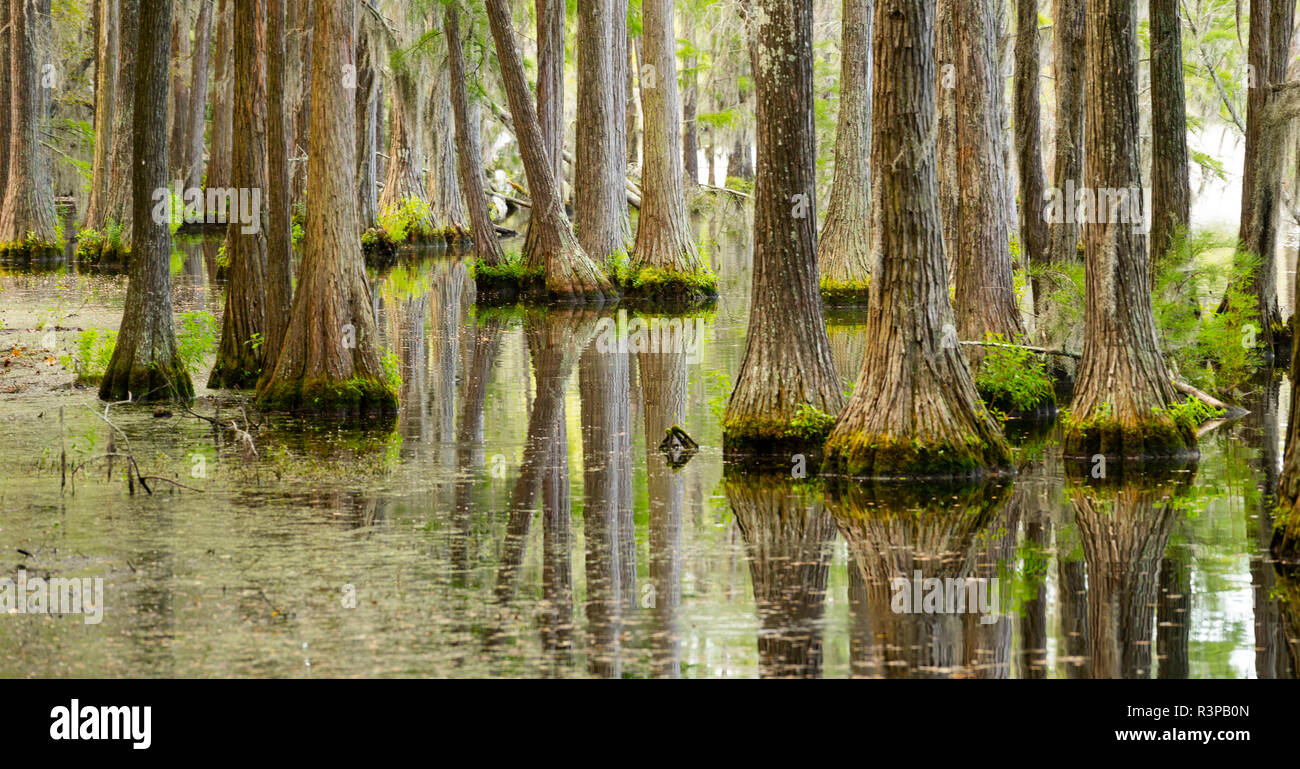 Louisiana bayou swamp cypress trees hi-res stock photography and images ...