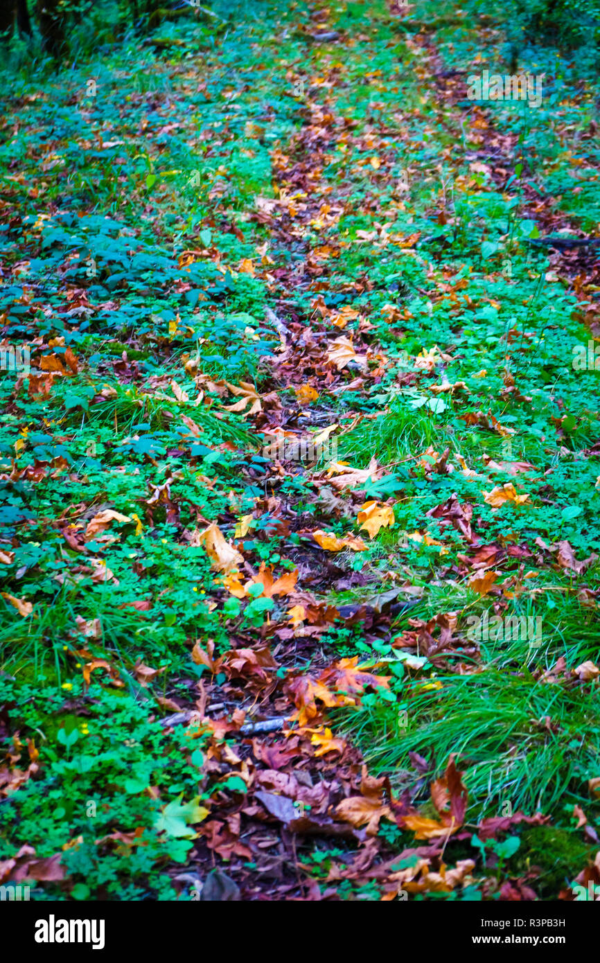 Fall pathway hi-res stock photography and images - Alamy
