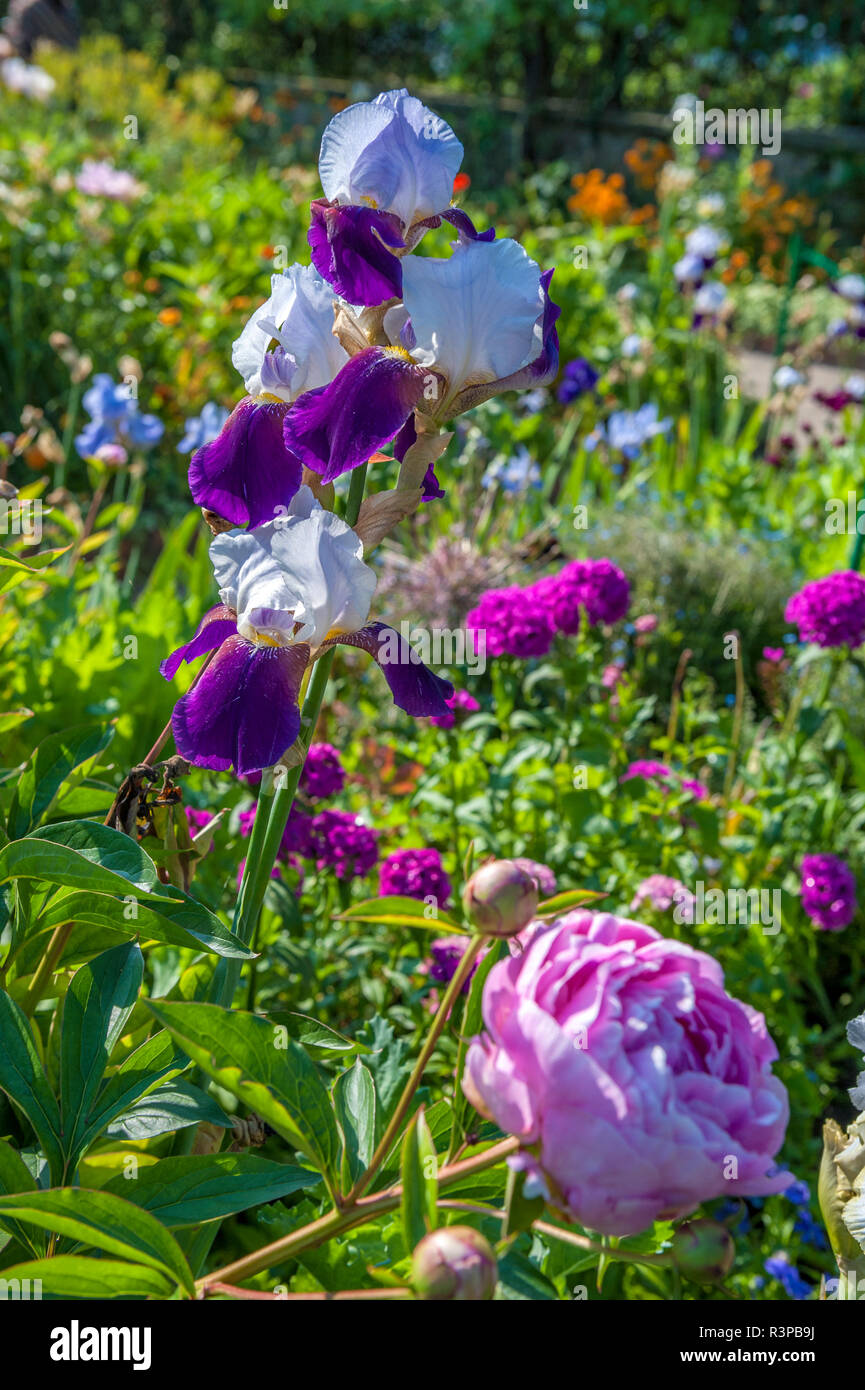 Claude monet claude monets flowering garden hi-res stock photography ...