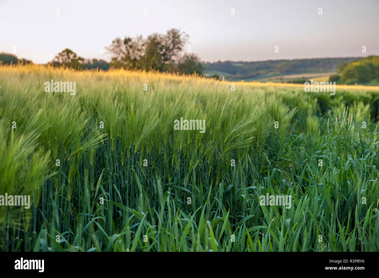 Scenic crop of barley, Vexin Region, Normandy, France Stock Photo - Alamy