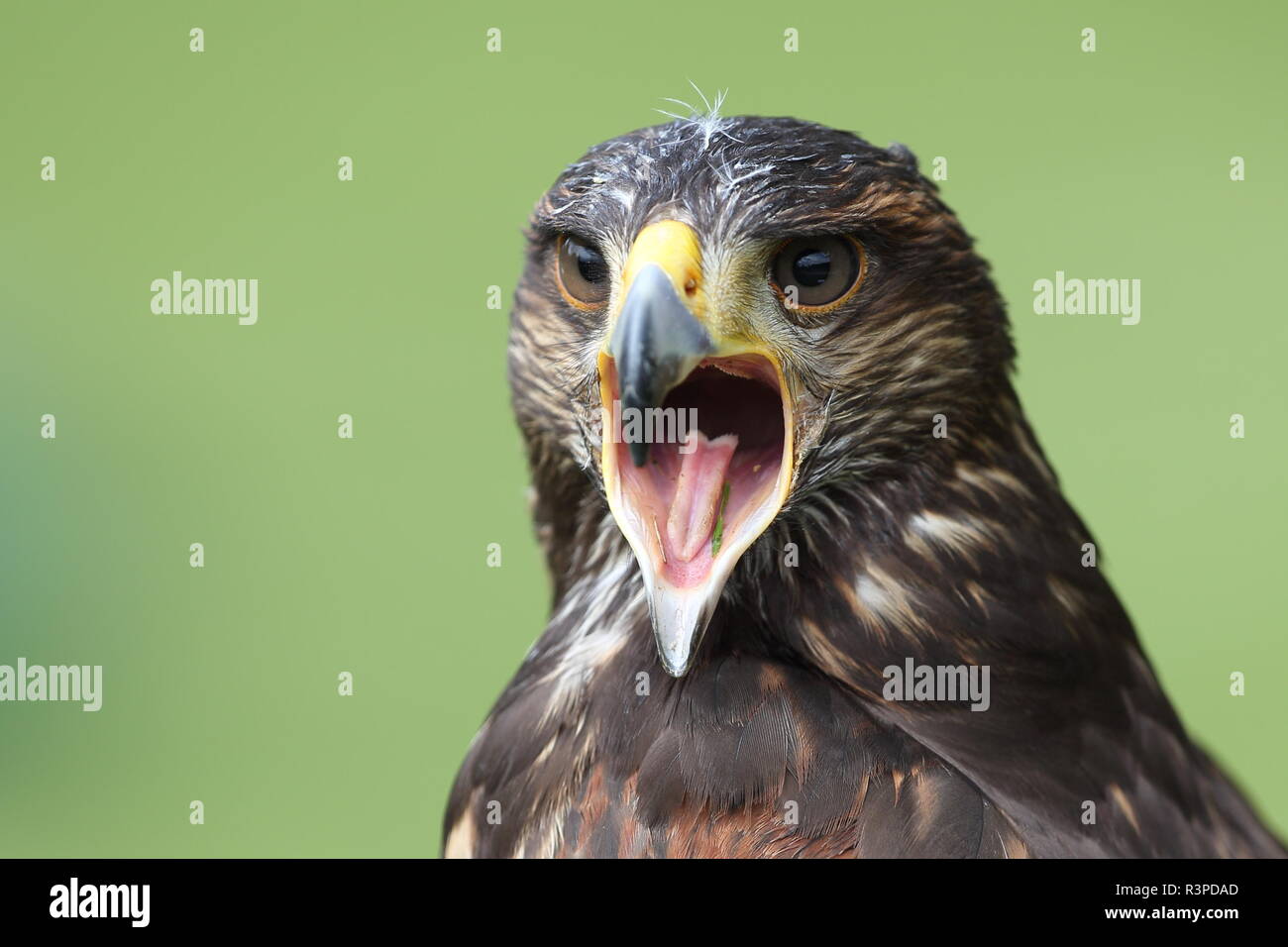 Swept wings hi-res stock photography and images - Alamy