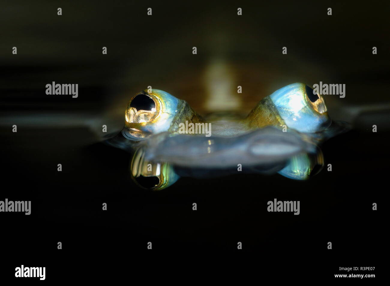 four eye in his element Stock Photo - Alamy