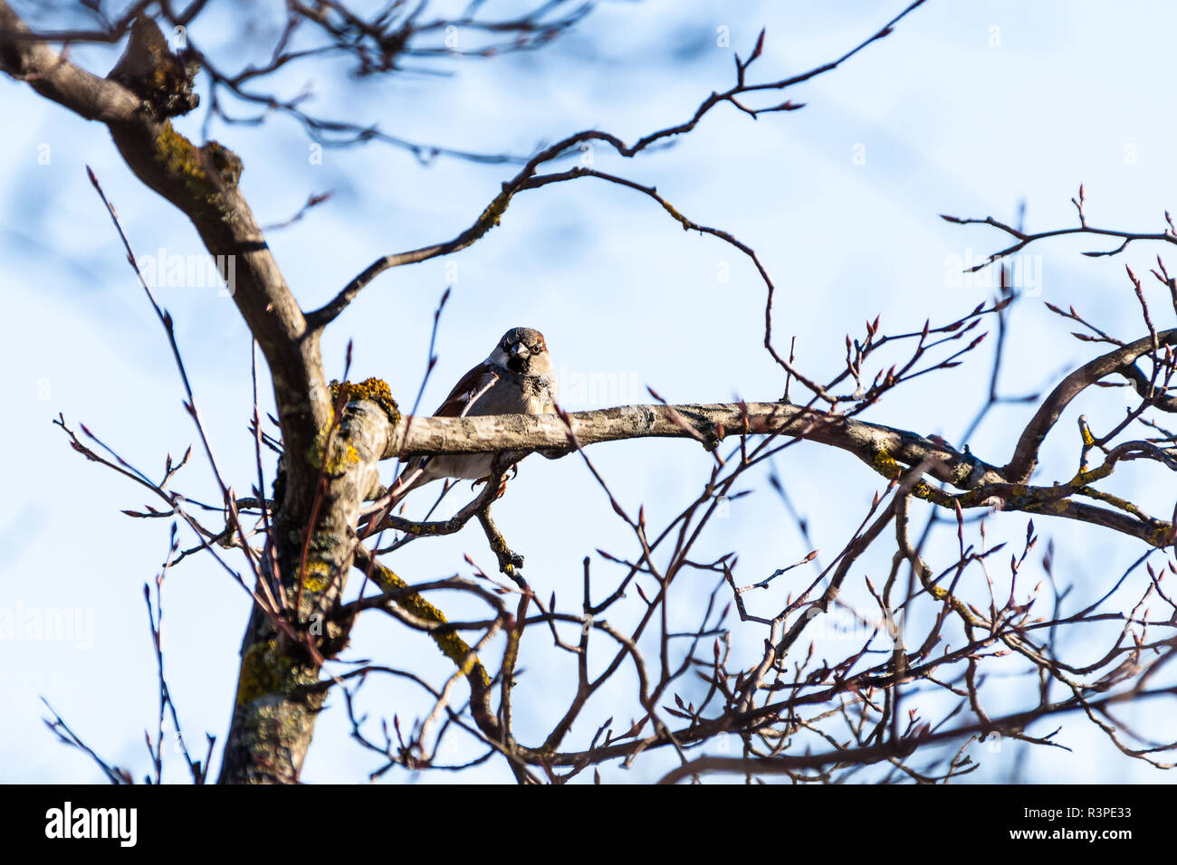 High elevation birds hi-res stock photography and images - Alamy