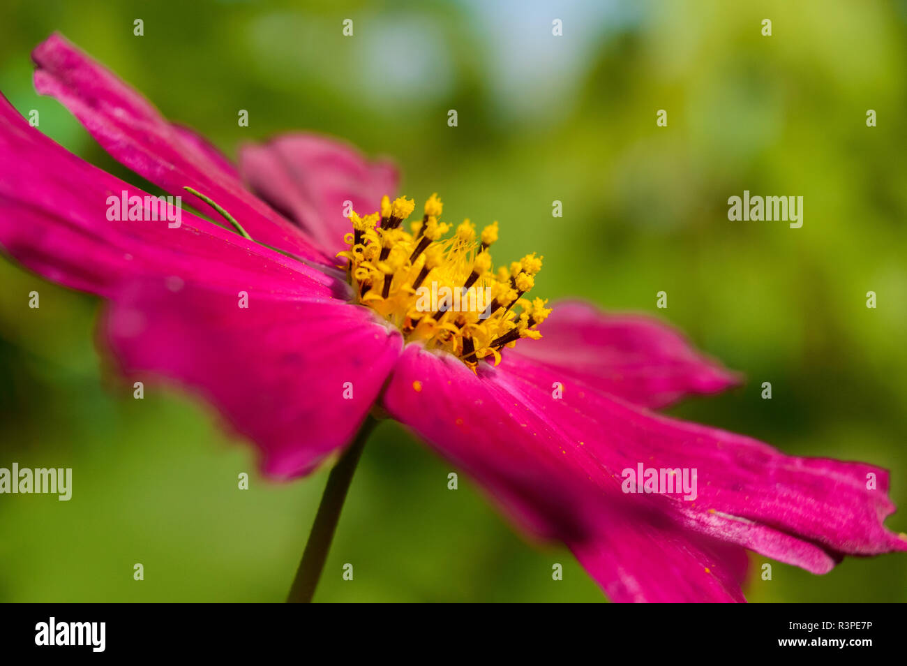 Magic bouquet hi-res stock photography and images - Alamy