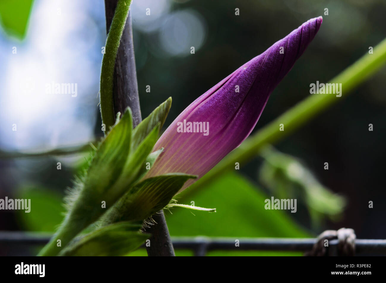 magic of flowers Stock Photo - Alamy