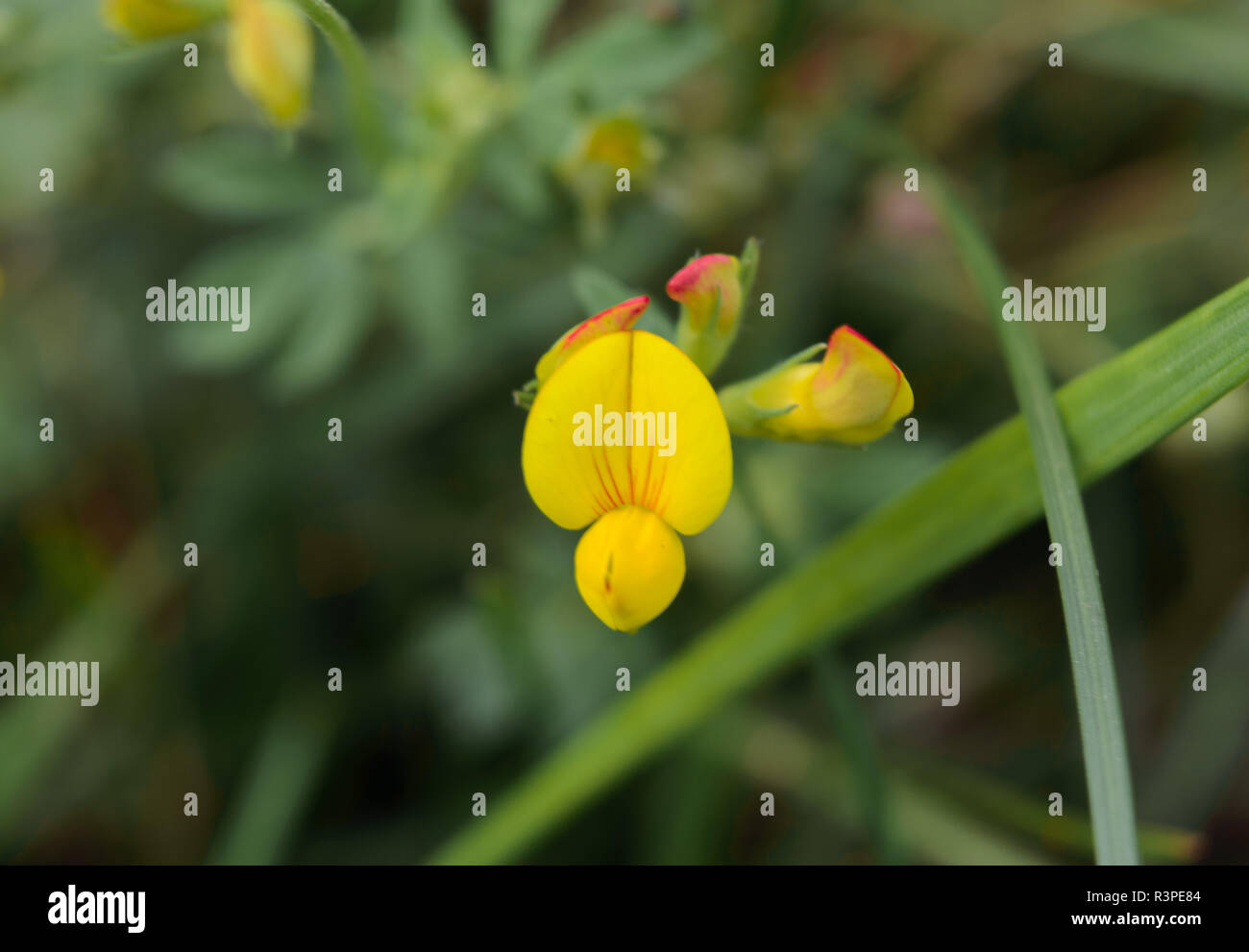 Magic plants hi-res stock photography and images - Alamy