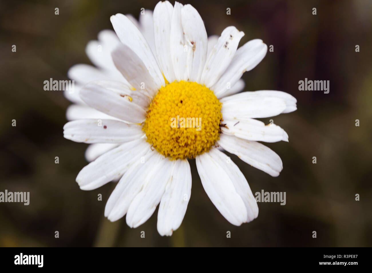 magic of flowers Stock Photo - Alamy