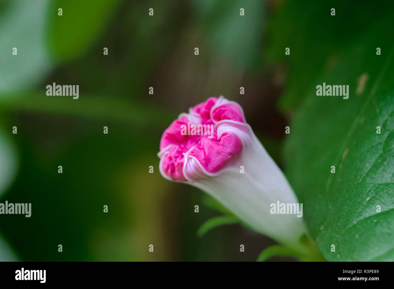 Magic bouquet hi-res stock photography and images - Alamy