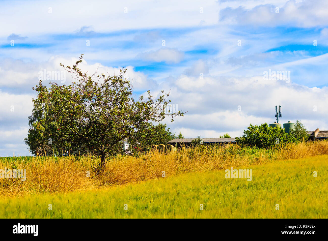 summer landscape with apple tree Stock Photo - Alamy