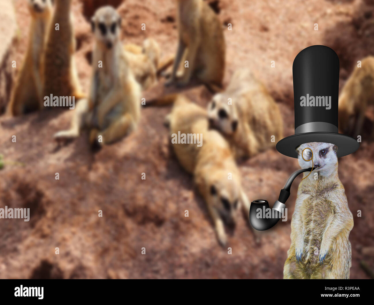 the odd one out a old english posh gentlemen meerkat wearing a top hat ...