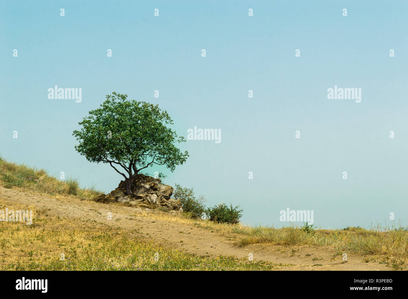 Tree crown cover hi-res stock photography and images - Alamy