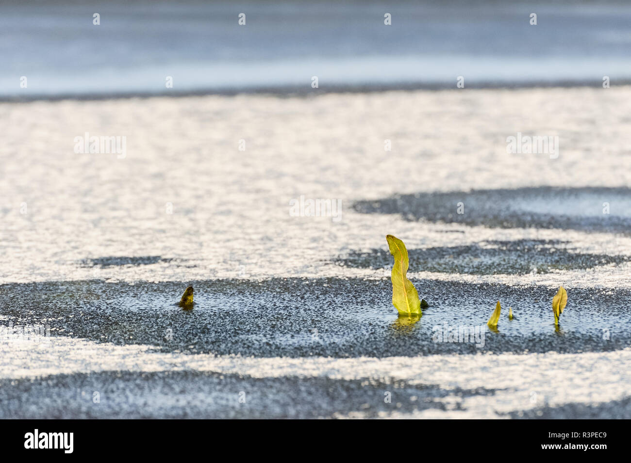 plant trapped in ice Stock Photo - Alamy
