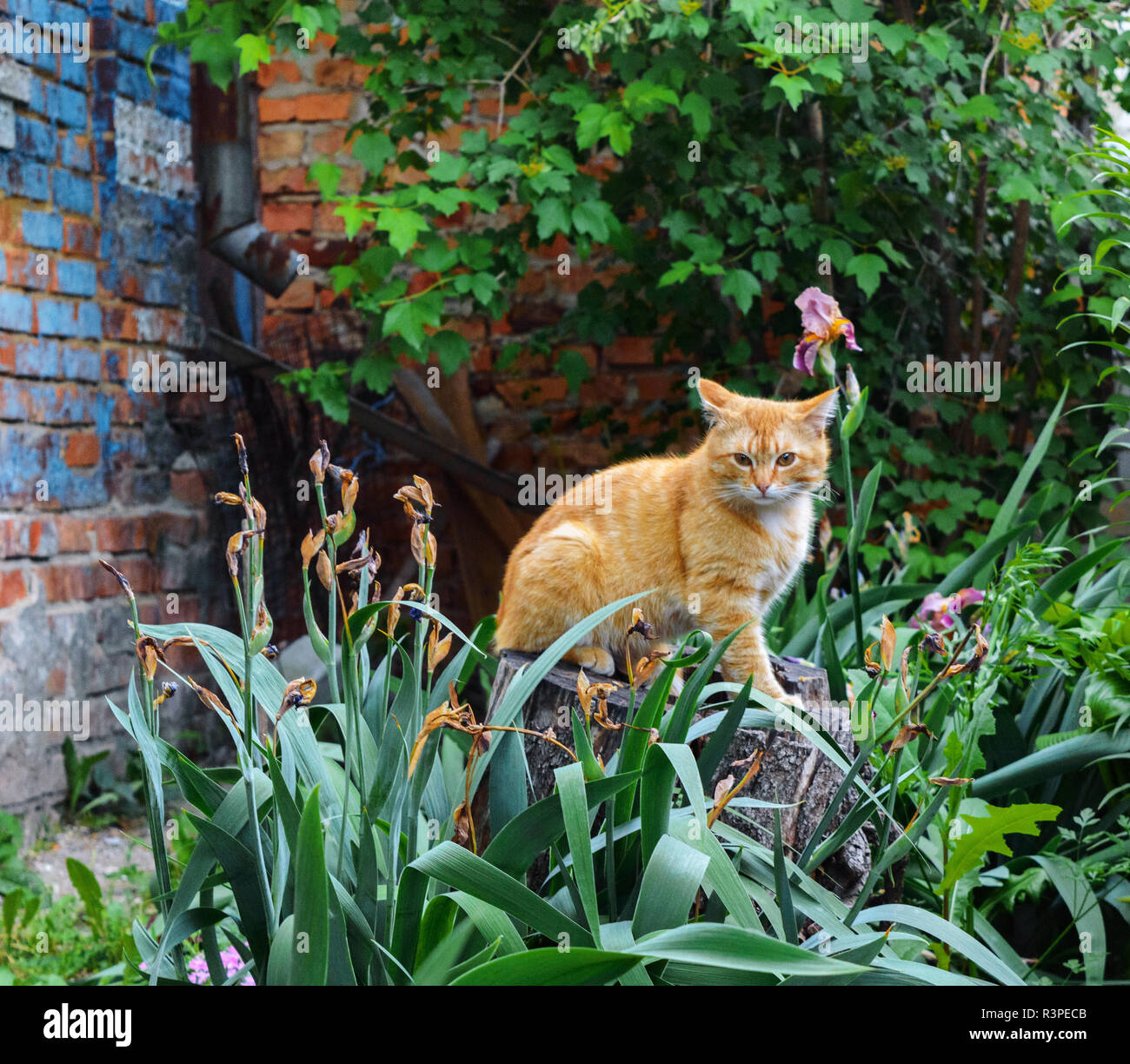 Ginger plants hi-res stock photography and images - Alamy