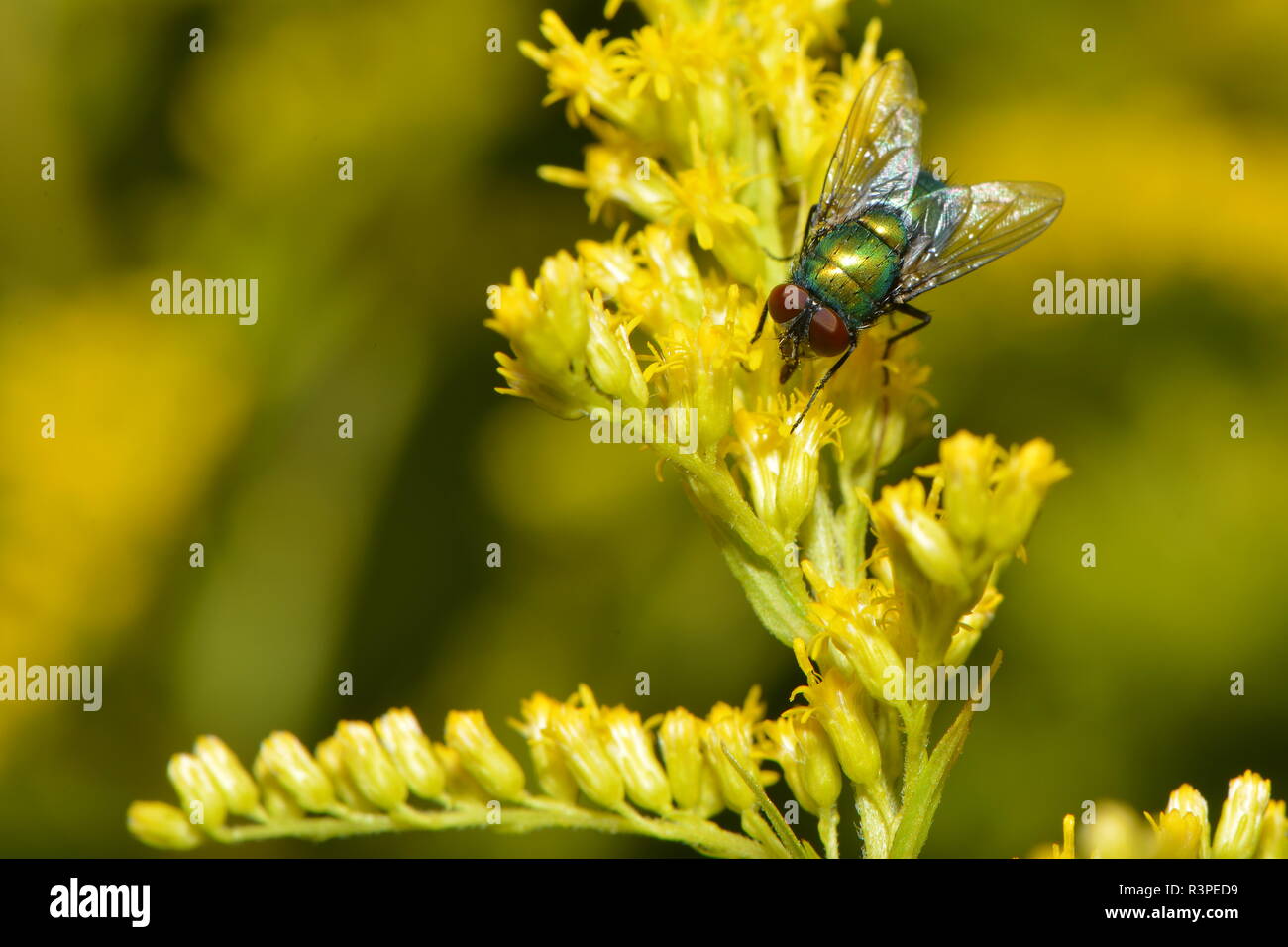 Real flies hi-res stock photography and images - Alamy