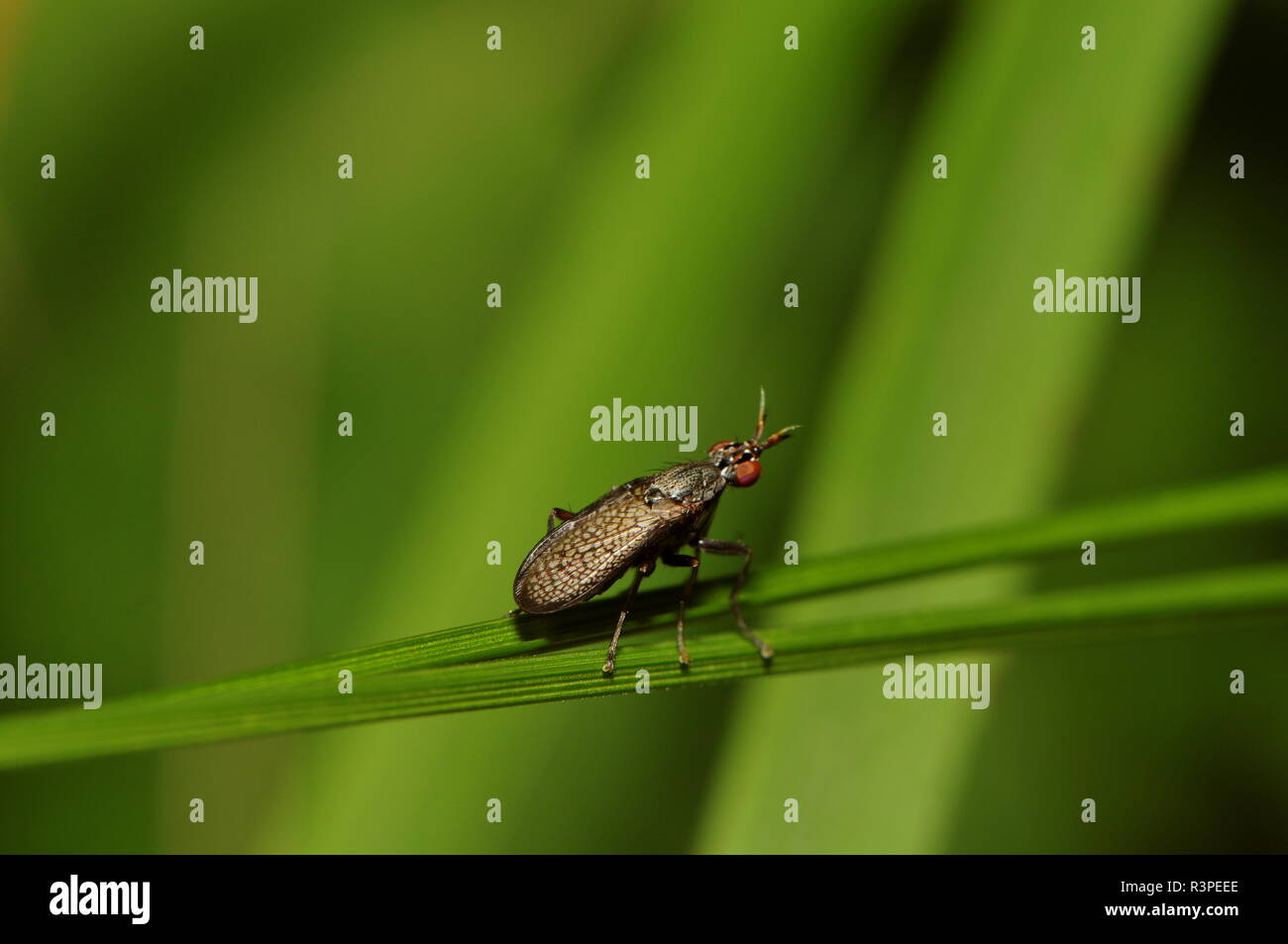 closeup of a mottled worm fly Stock Photo - Alamy