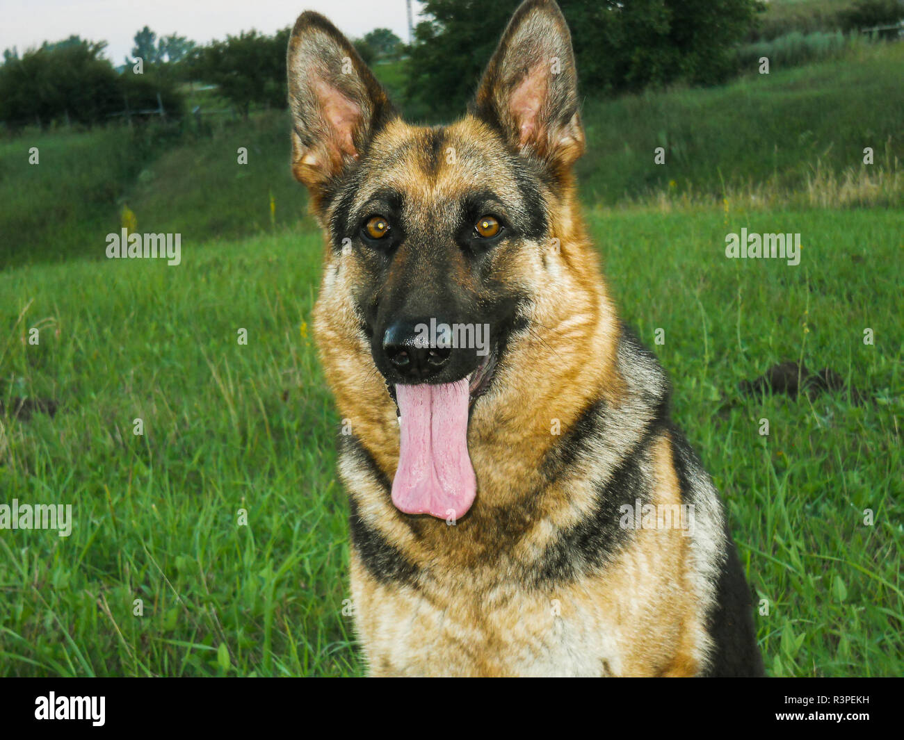 cute german shepherd Stock Photo - Alamy