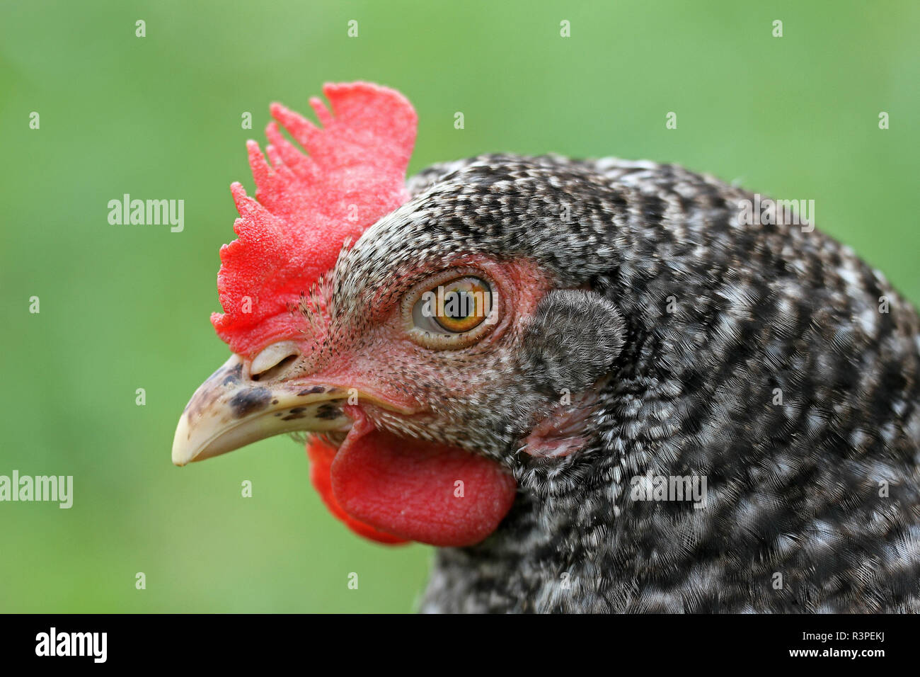 Chicked egg hi-res stock photography and images - Alamy
