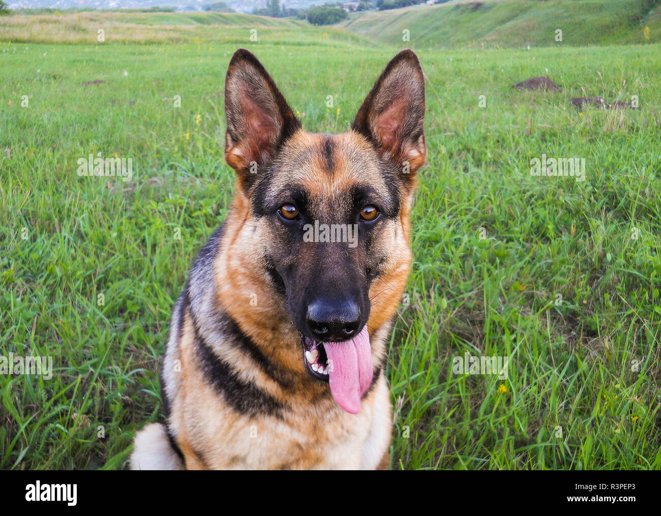 cute german shepherd Stock Photo - Alamy