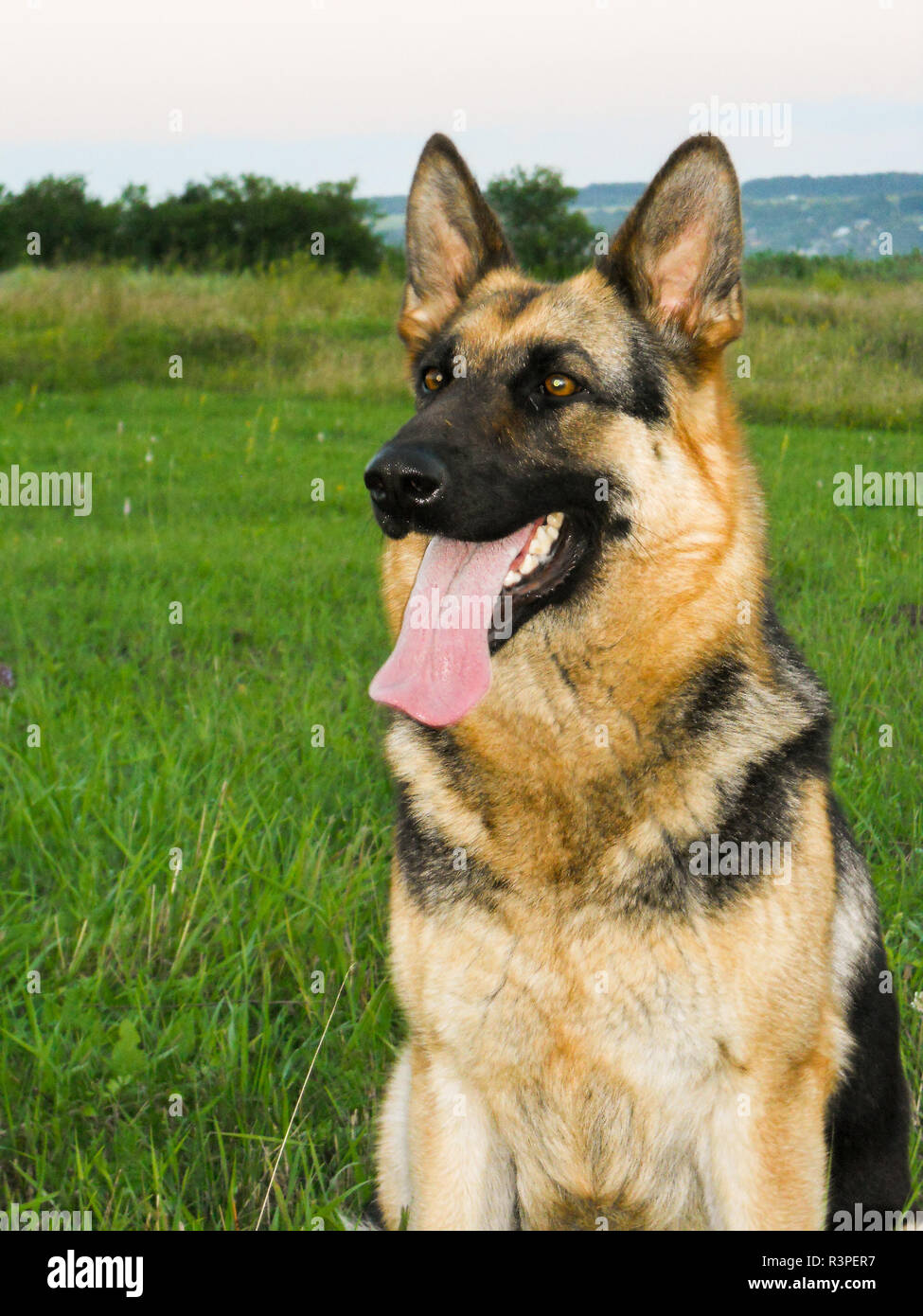 cute german shepherd Stock Photo - Alamy