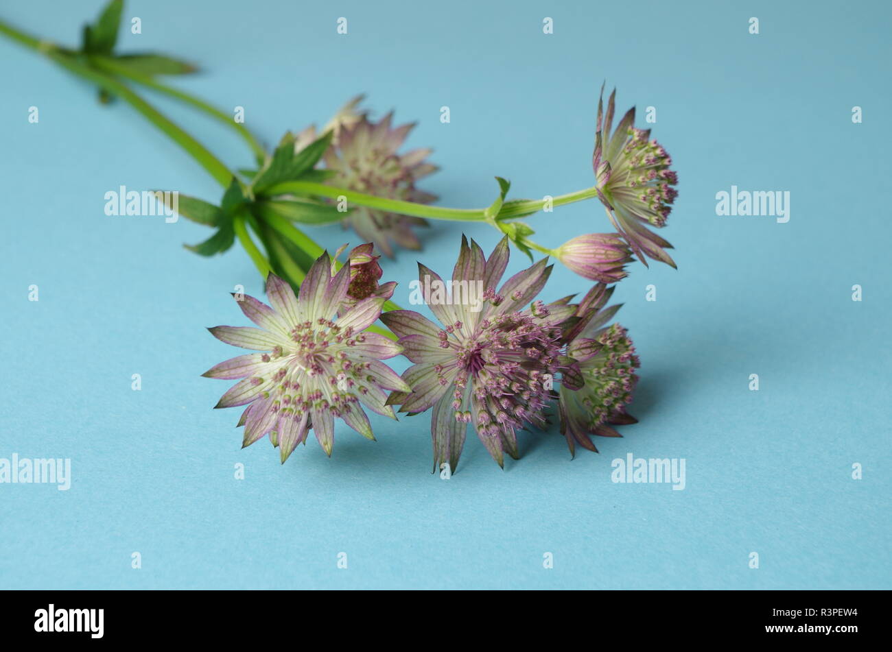 Blue umbel hi-res stock photography and images - Alamy
