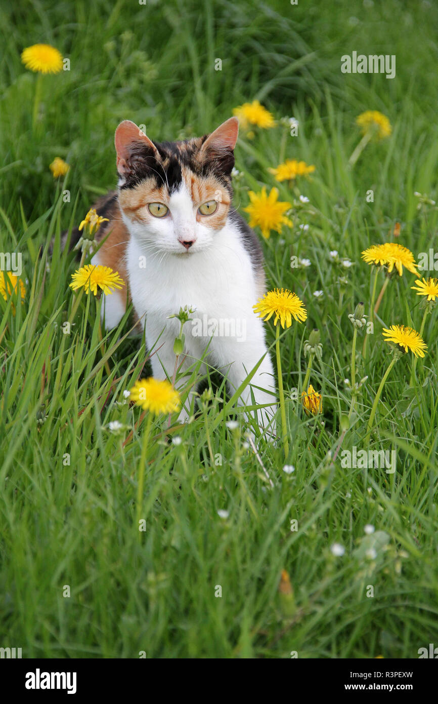 Tri color cat hi-res stock photography and images - Alamy