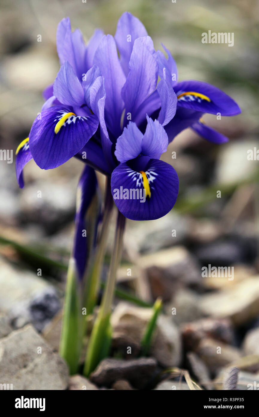 dwarf iris or reticular iris or winter iris iris reticulata Stock Photo ...