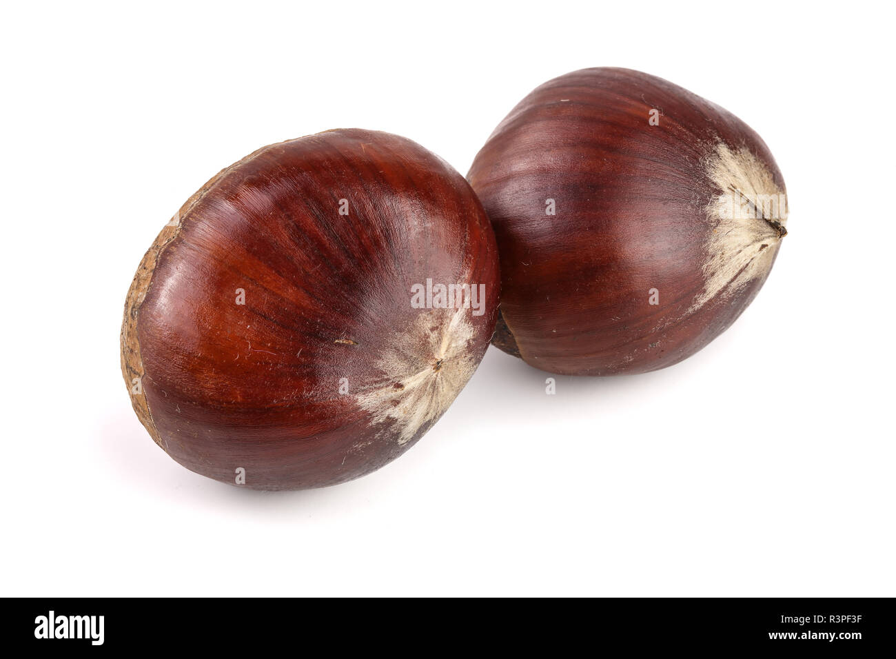 fresh edible chestnut isolated on white background Stock Photo - Alamy