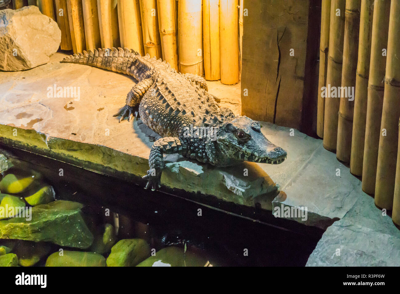 african dwarf crocodile also know as the bony or broad snouted ...