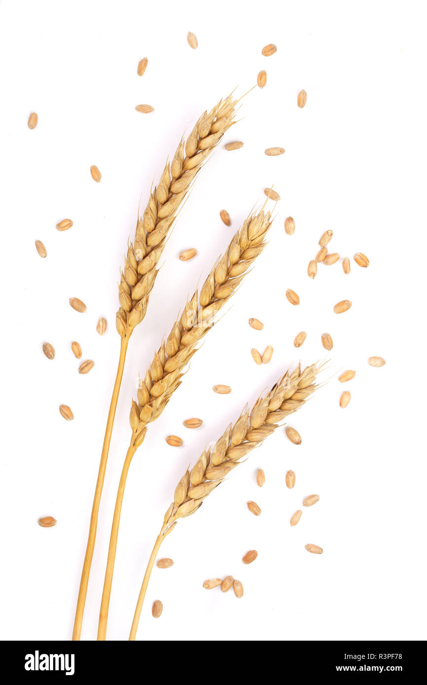 grain and ears of wheat isolated on white background. Top view Stock ...