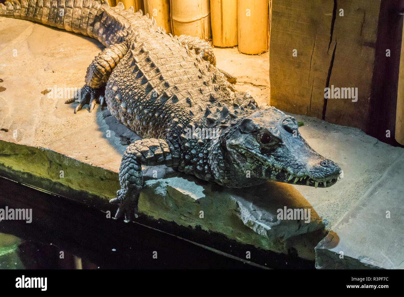wildlife closeup portrait of a african dwarf crocodile also know a the ...
