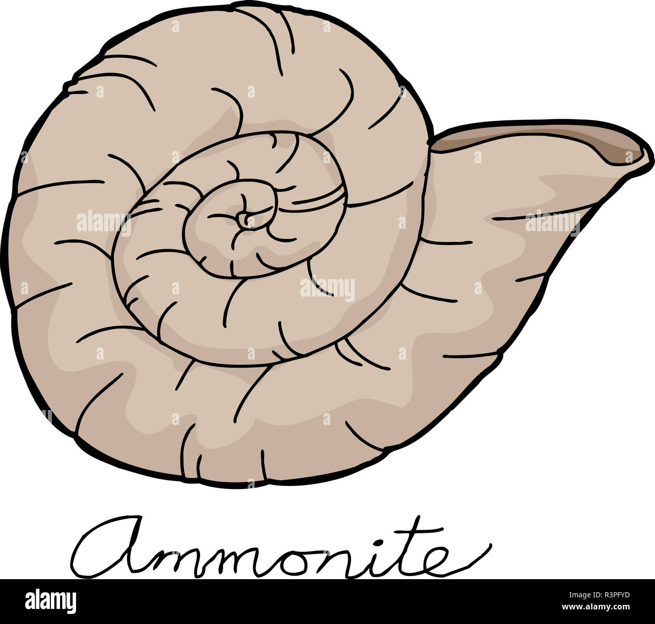 Ammonite drawing hi-res stock photography and images - Alamy