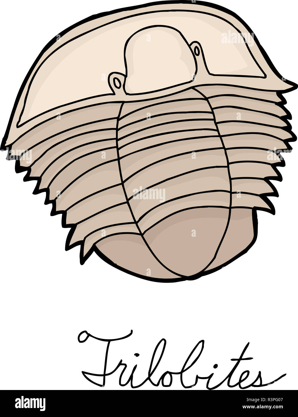 Trilobite drawing hi-res stock photography and images - Alamy