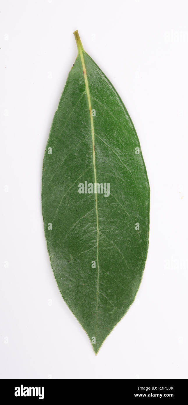Laurel leaf background hi-res stock photography and images - Alamy