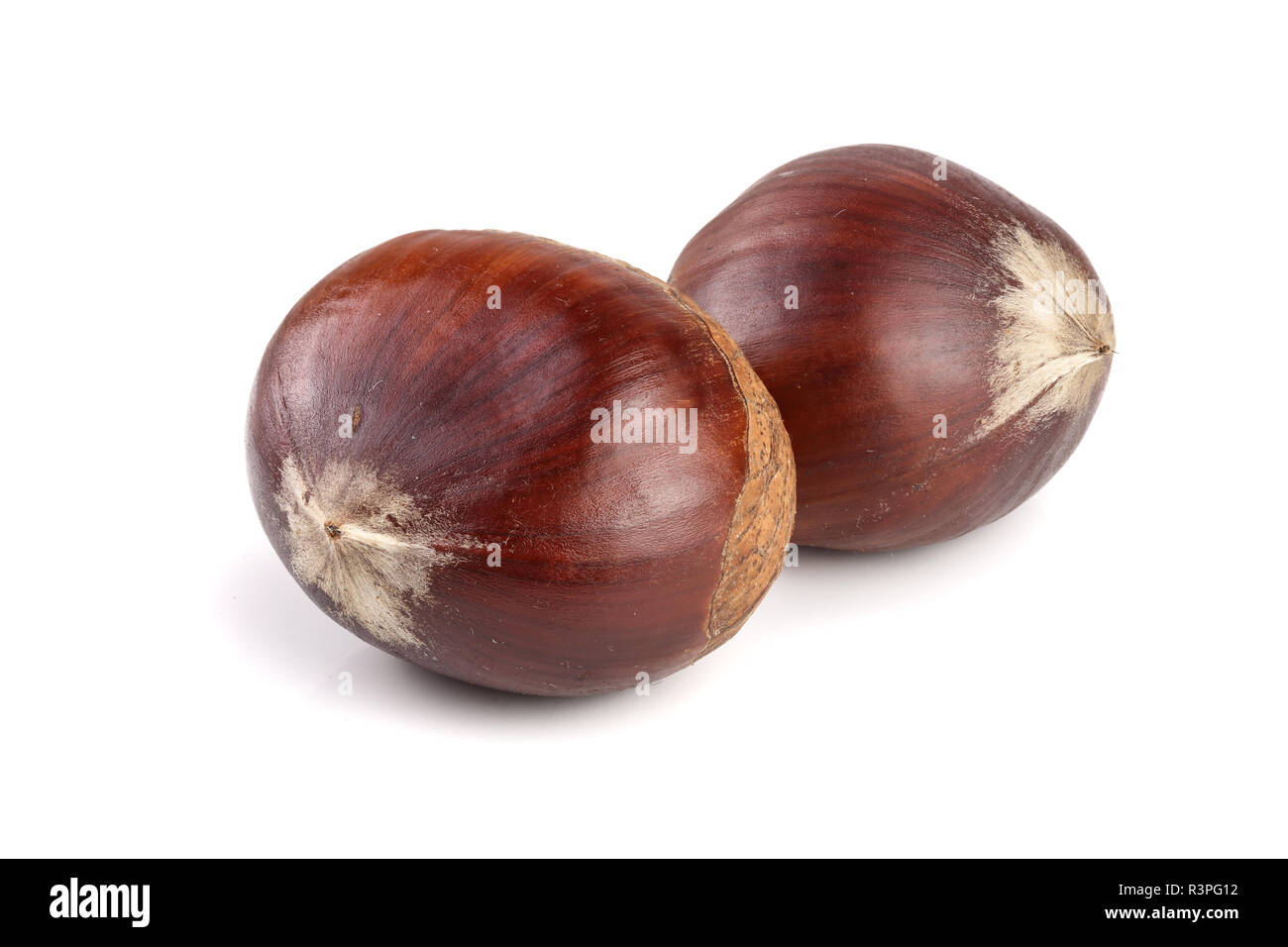 fresh edible chestnut isolated on white background Stock Photo - Alamy