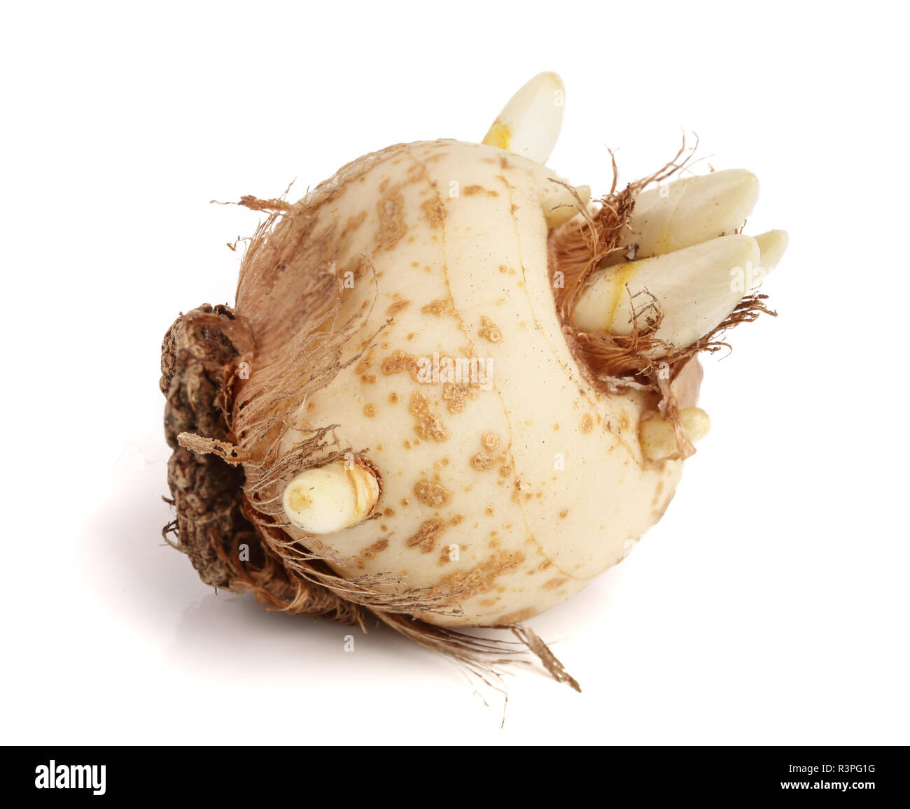 crocus bulb isolated on white background macro Stock Photo - Alamy
