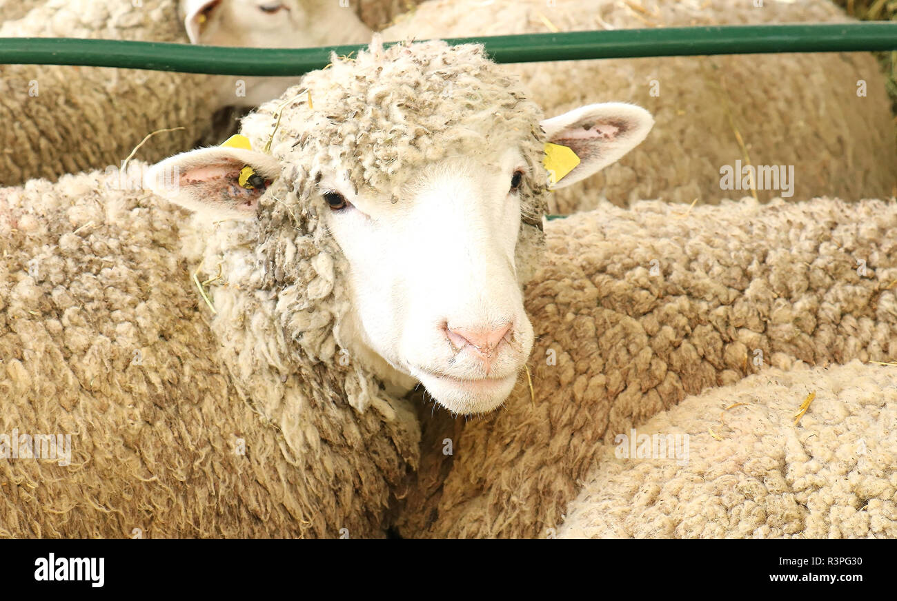 Sheep inside a farm covered by wool looking at camera Stock Photo - Alamy