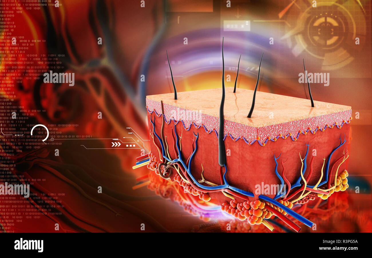 Root hair cells hi-res stock photography and images - Alamy