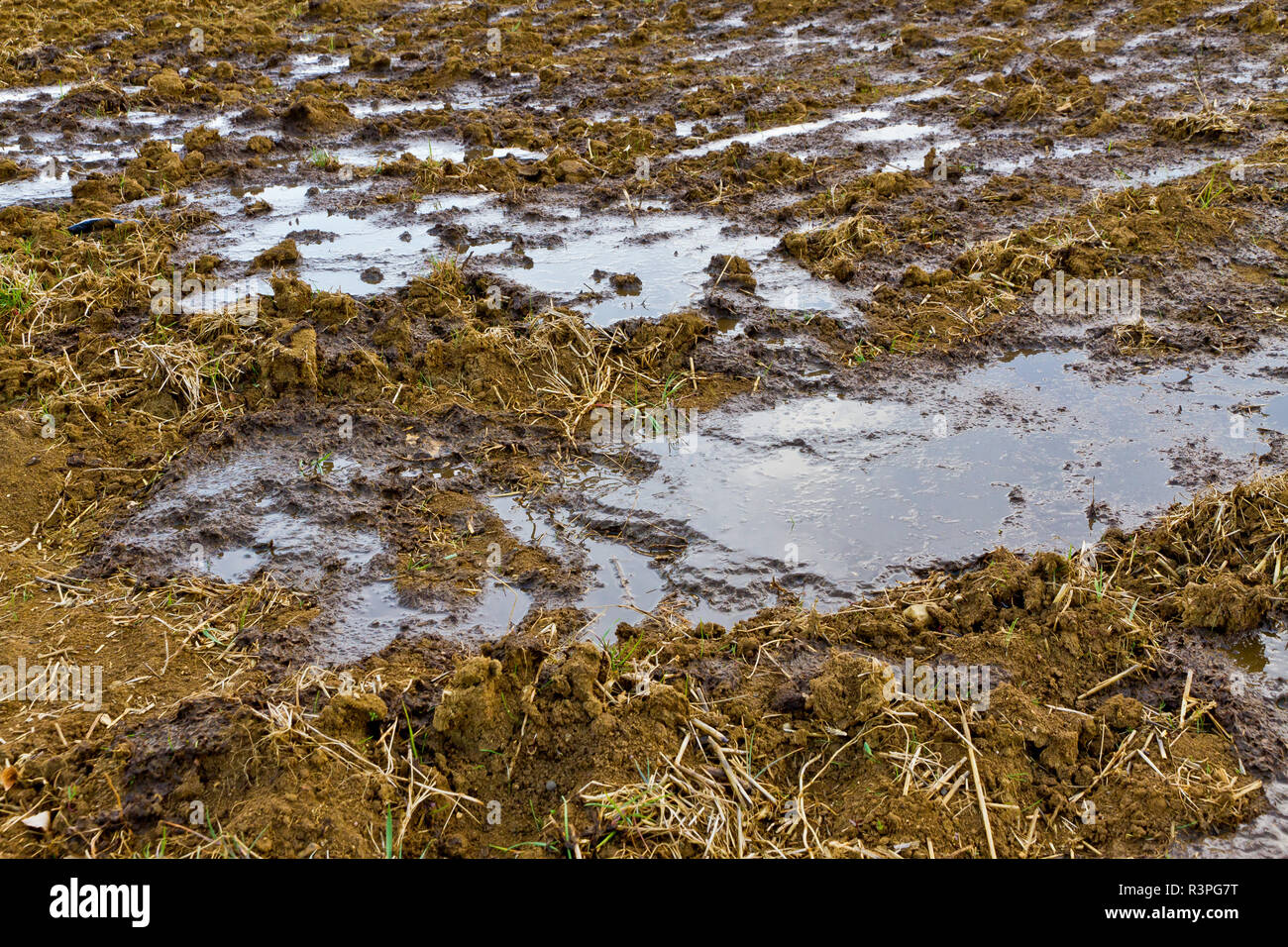 manure on a field in spring Stock Photo - Alamy