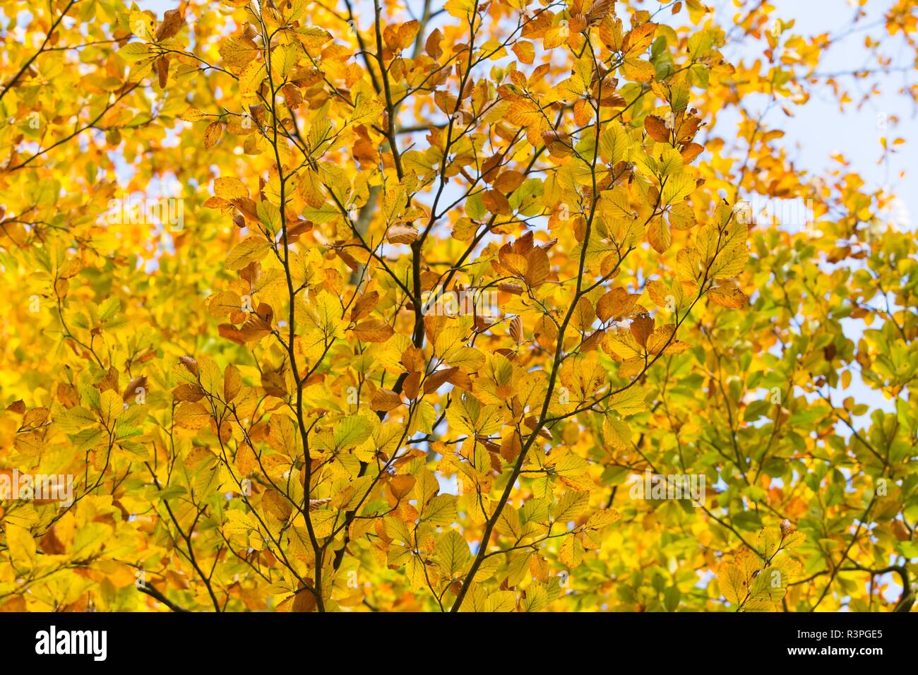 Beautiful golden beech leaves background. Autumnal tree branch Stock ...