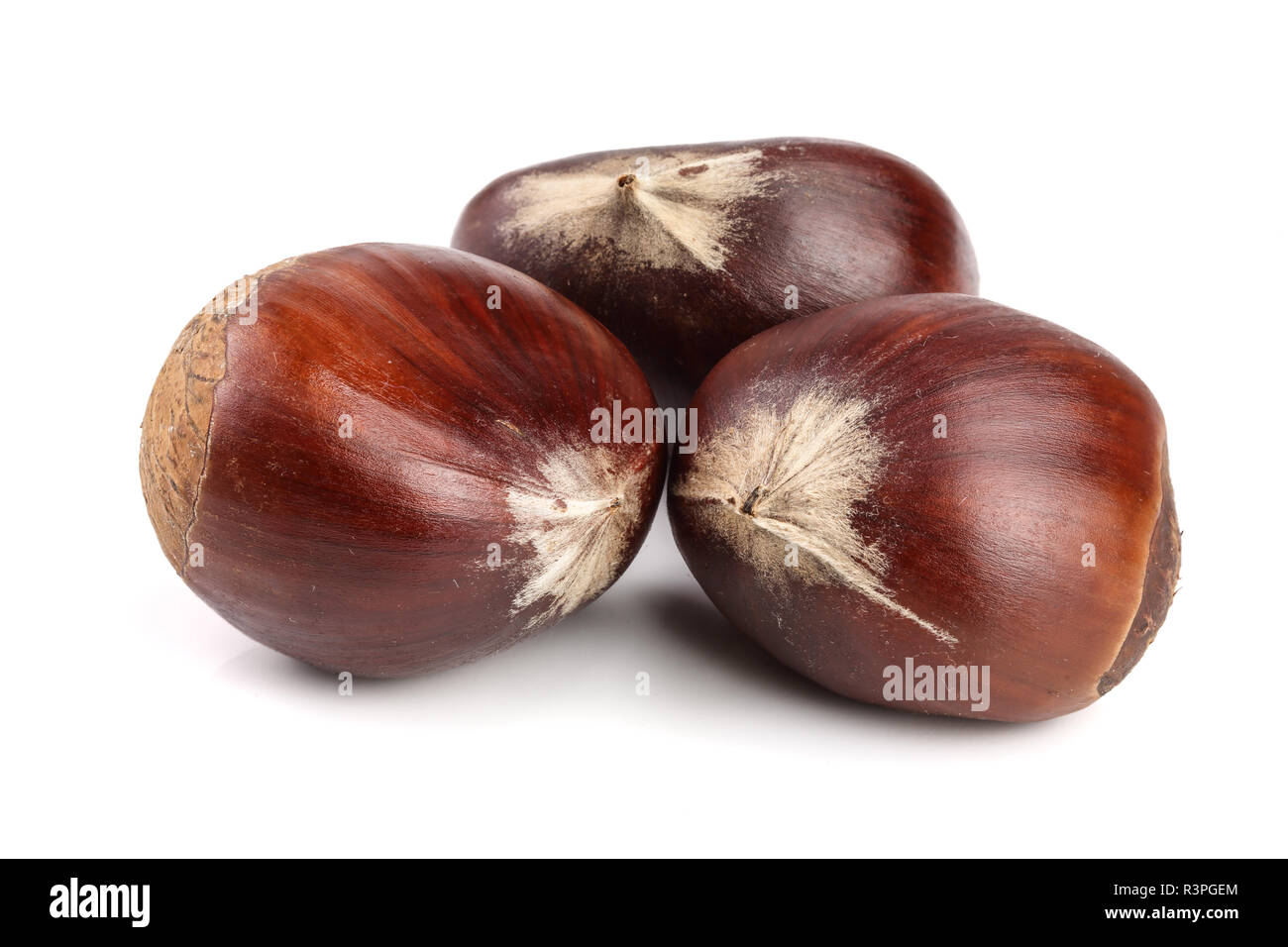 fresh edible chestnut isolated on white background Stock Photo - Alamy