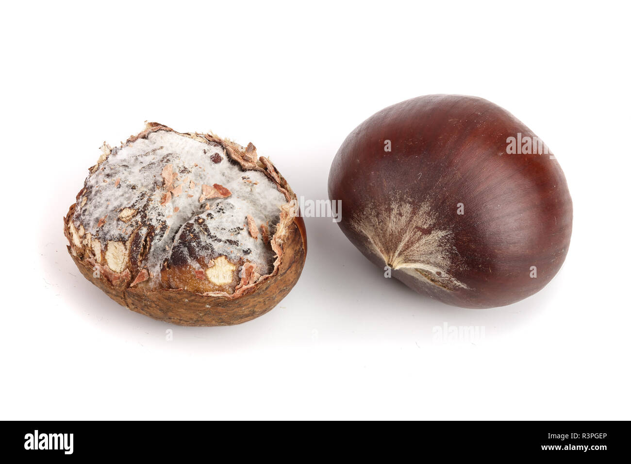 Fungal decay hi-res stock photography and images - Alamy