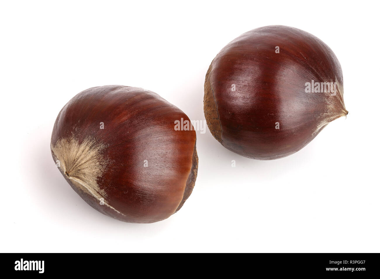 fresh edible chestnut isolated on white background Stock Photo - Alamy