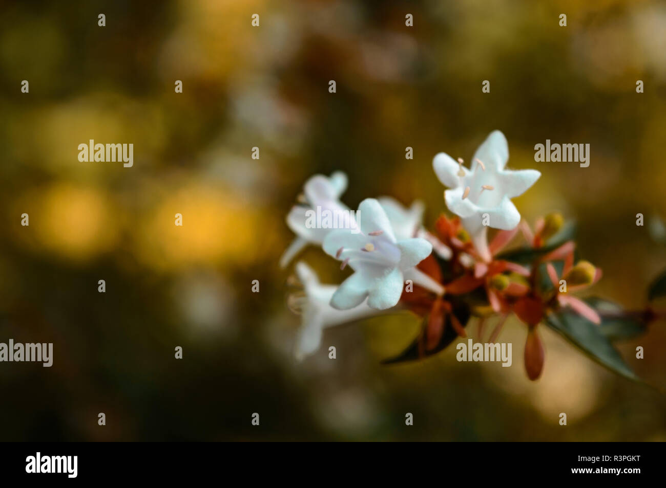 White flowers without leaves hi-res stock photography and images - Alamy