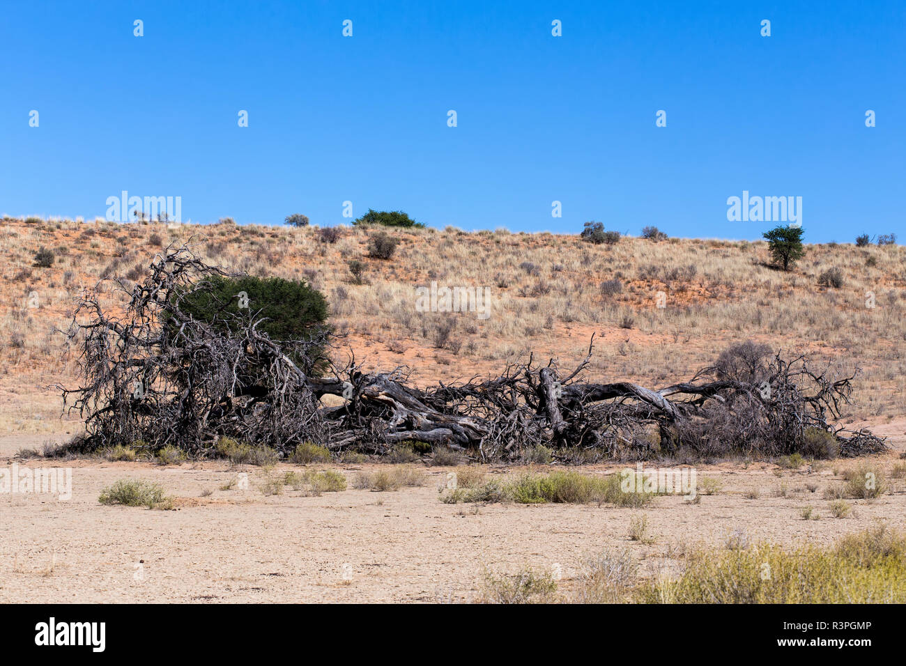 Trees grassland kalahari transfrontier hi-res stock photography and ...